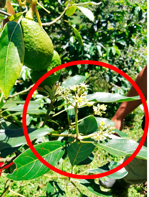 ERT 23 - Cifo desde 1965