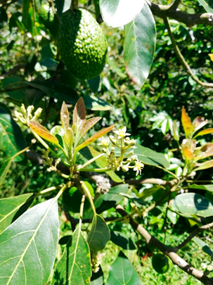 ERT 23 - Cifo desde 1965